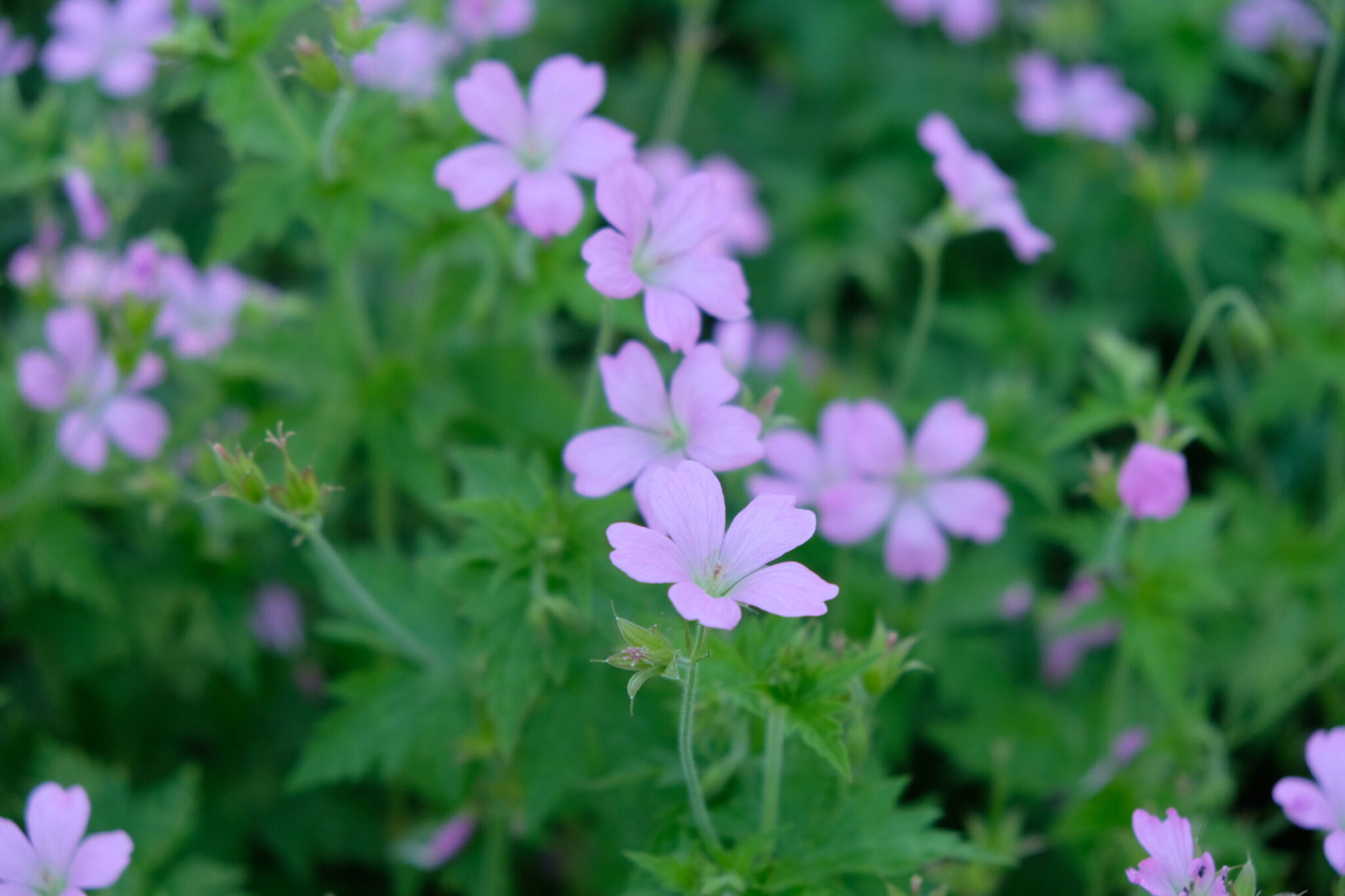 Geranium endressii - Zeelandplant