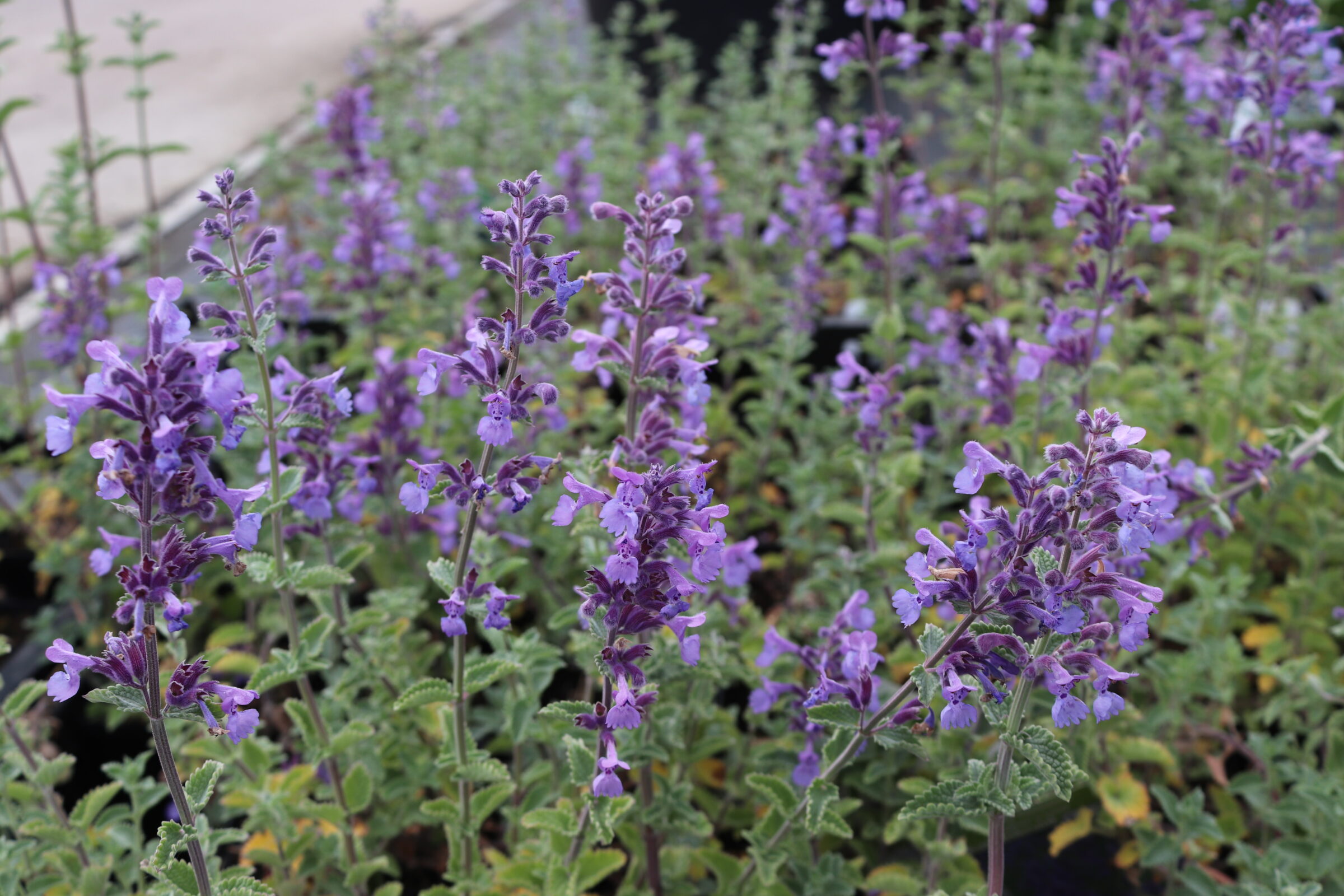 Nepeta Walker's Low - Zeelandplant