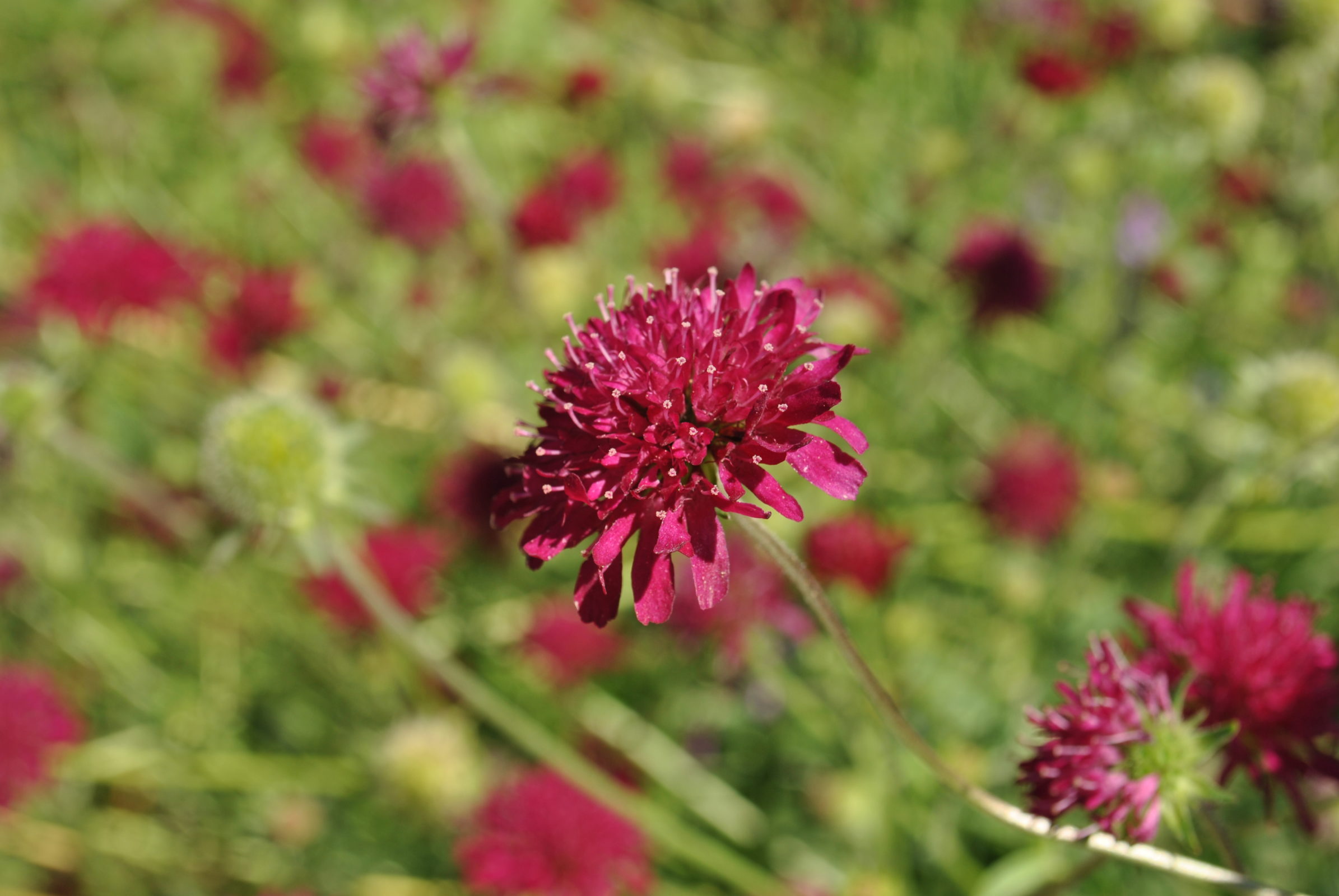 Knautia macedonica - Zeelandplant