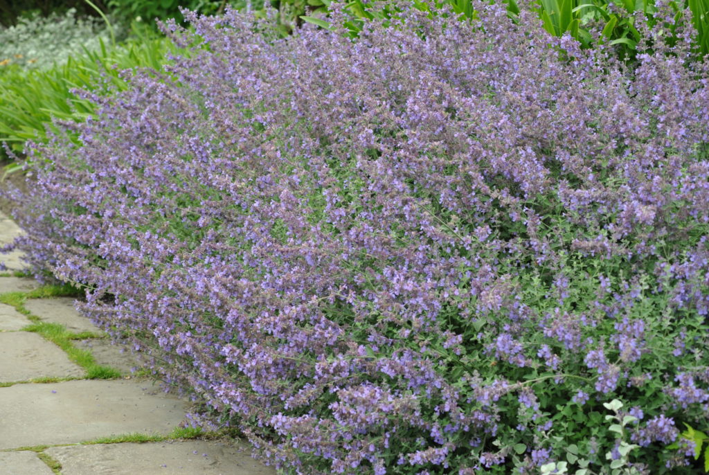 Nepeta Walker's Low - Zeelandplant