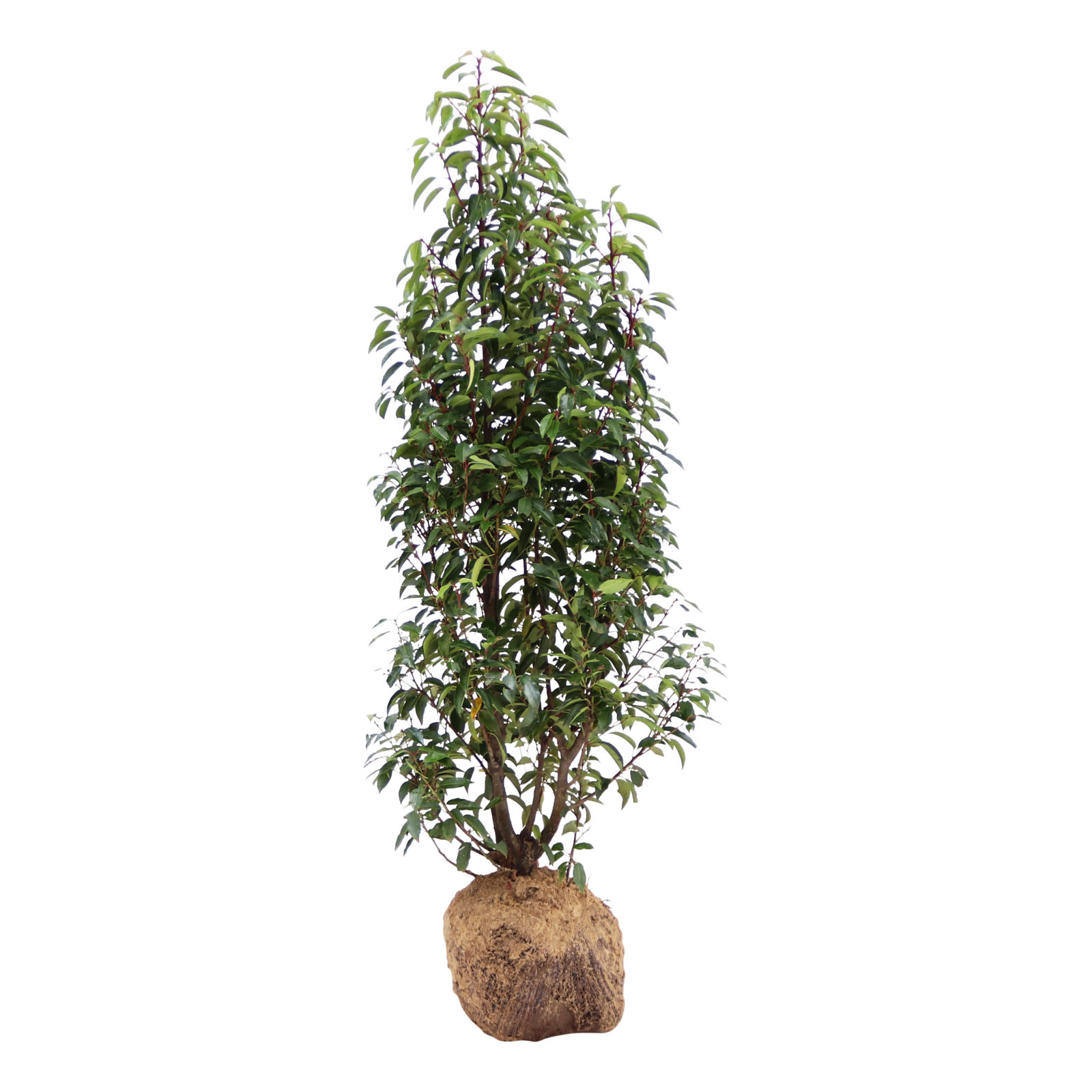 Prunus lusitanica Angustifolia - Zeelandplant Prunus lusitanica Angustifolia - Zeelandplant