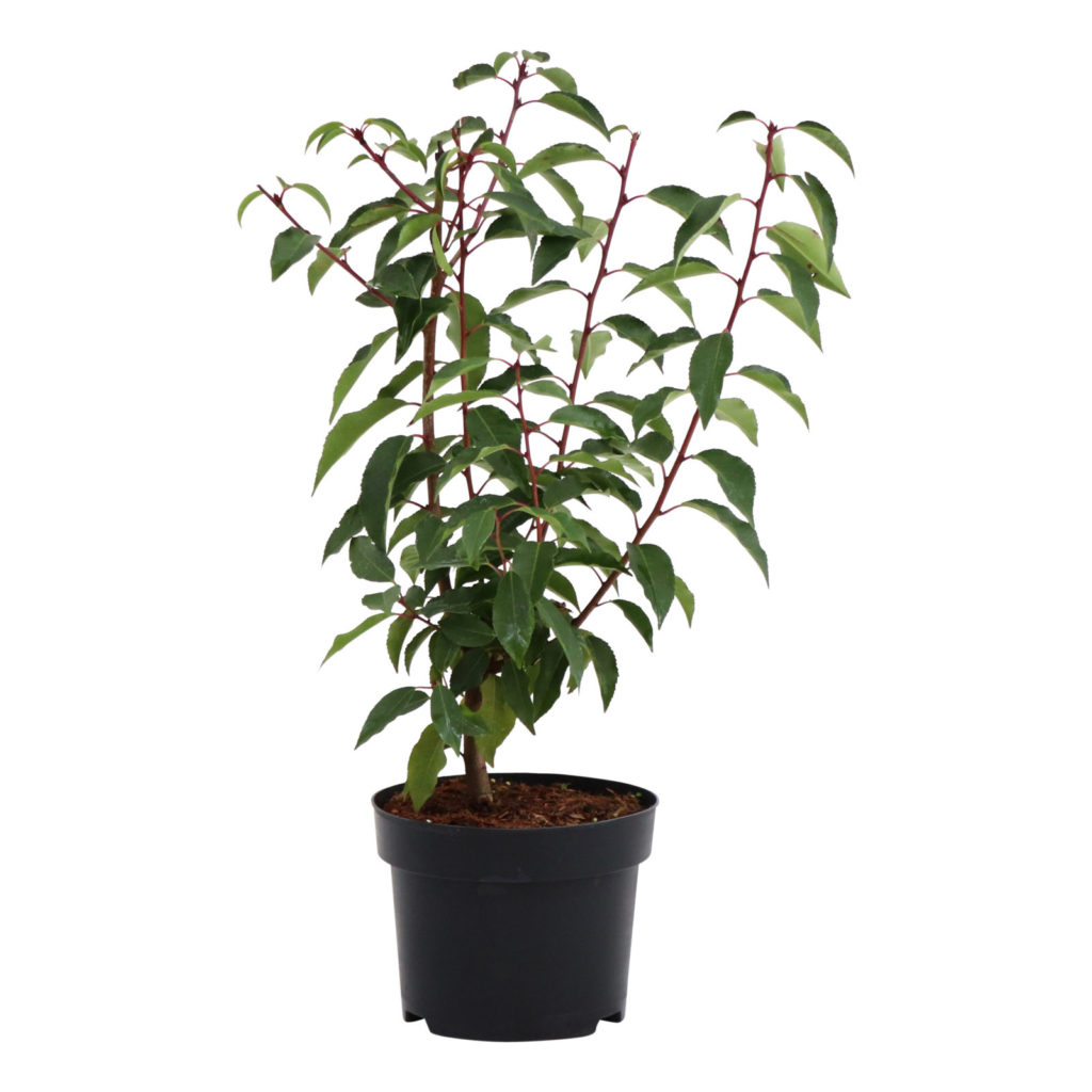 Prunus lusitanica Angustifolia - Zeelandplant Prunus lusitanica Angustifolia - Zeelandplant