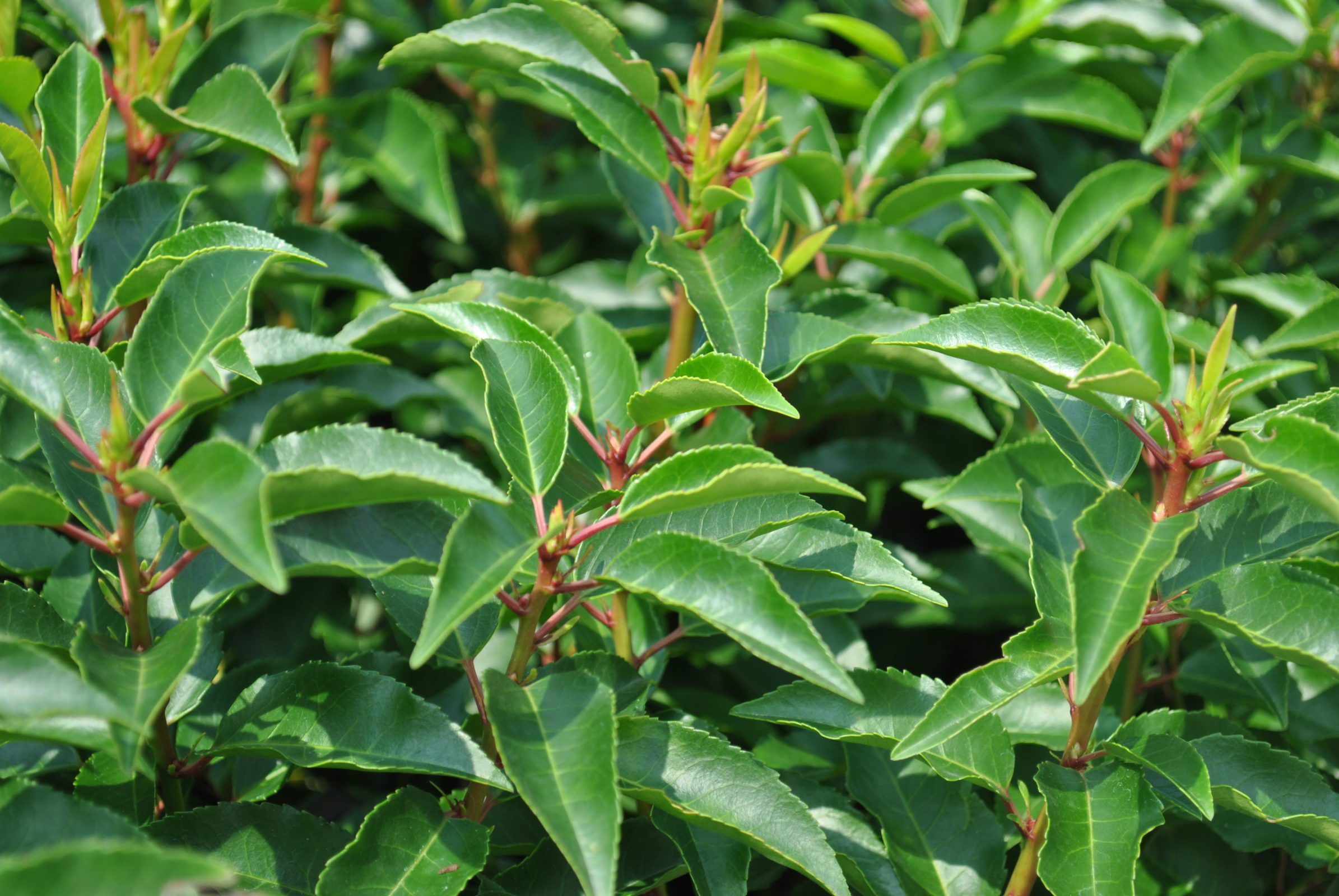 Prunus lusitanica Angustifolia - Zeelandplant Prunus lusitanica Angustifolia - Zeelandplant