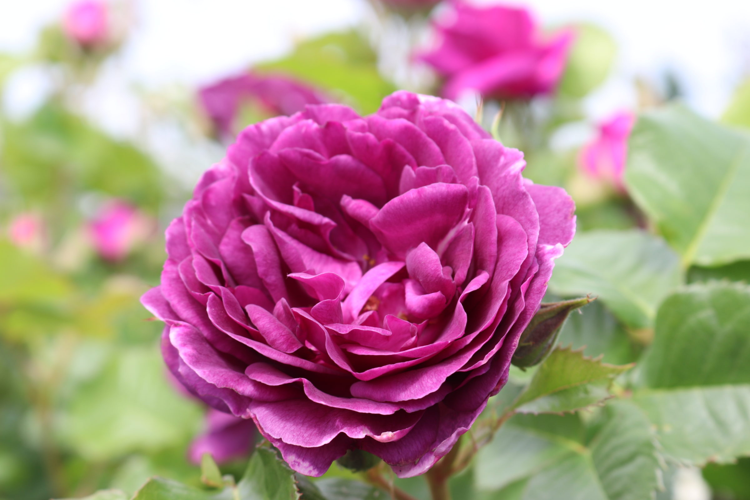 Rosa Minerva - Zeelandplant