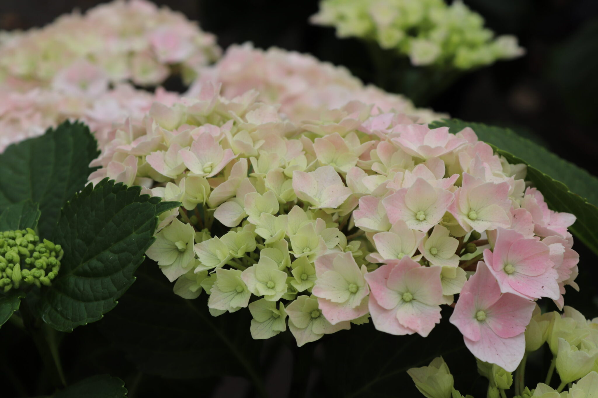 Hydrangea macrophylla Forever and Ever Pink - Zeelandplant