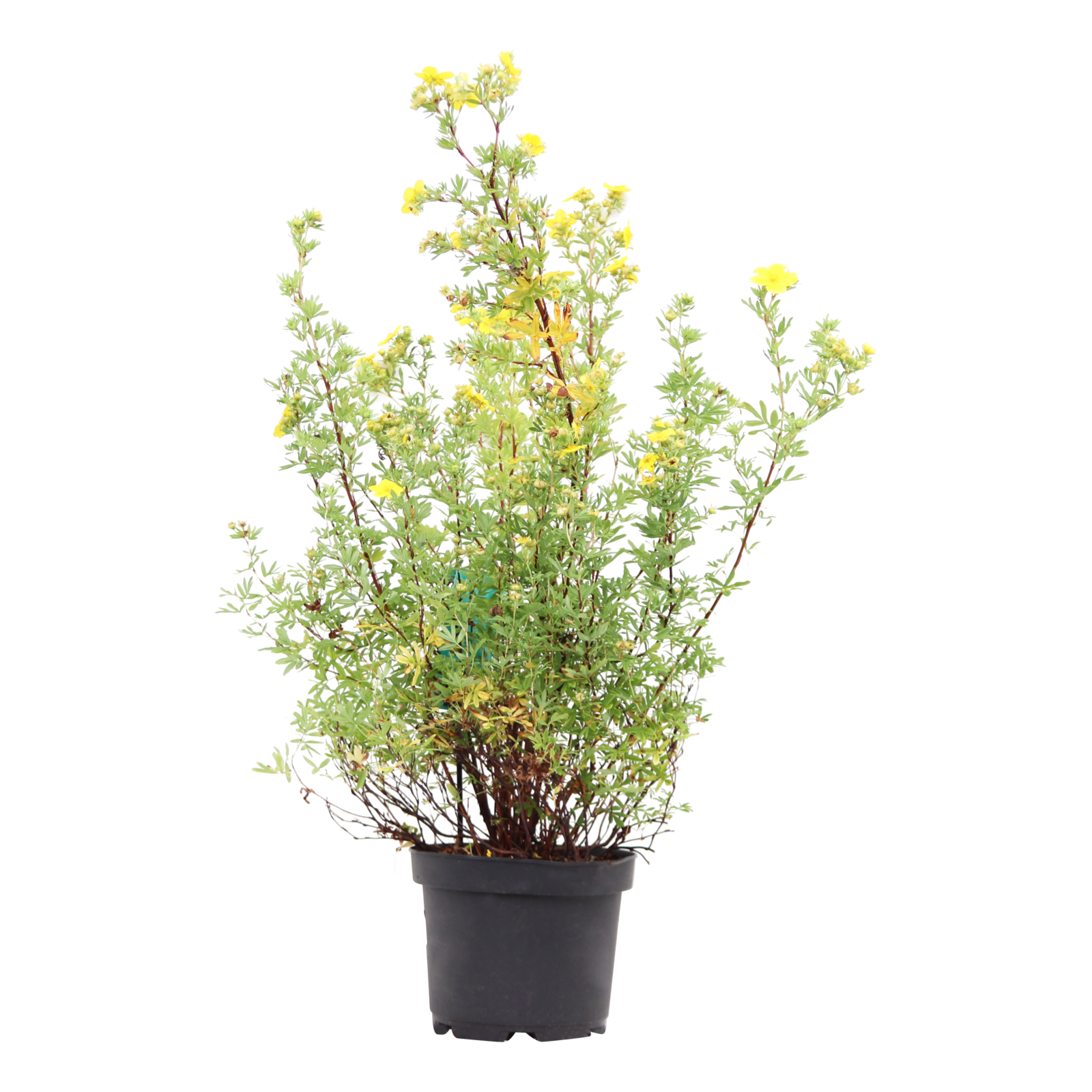 Potentilla fruticosa Goldfinger - Zeelandplant