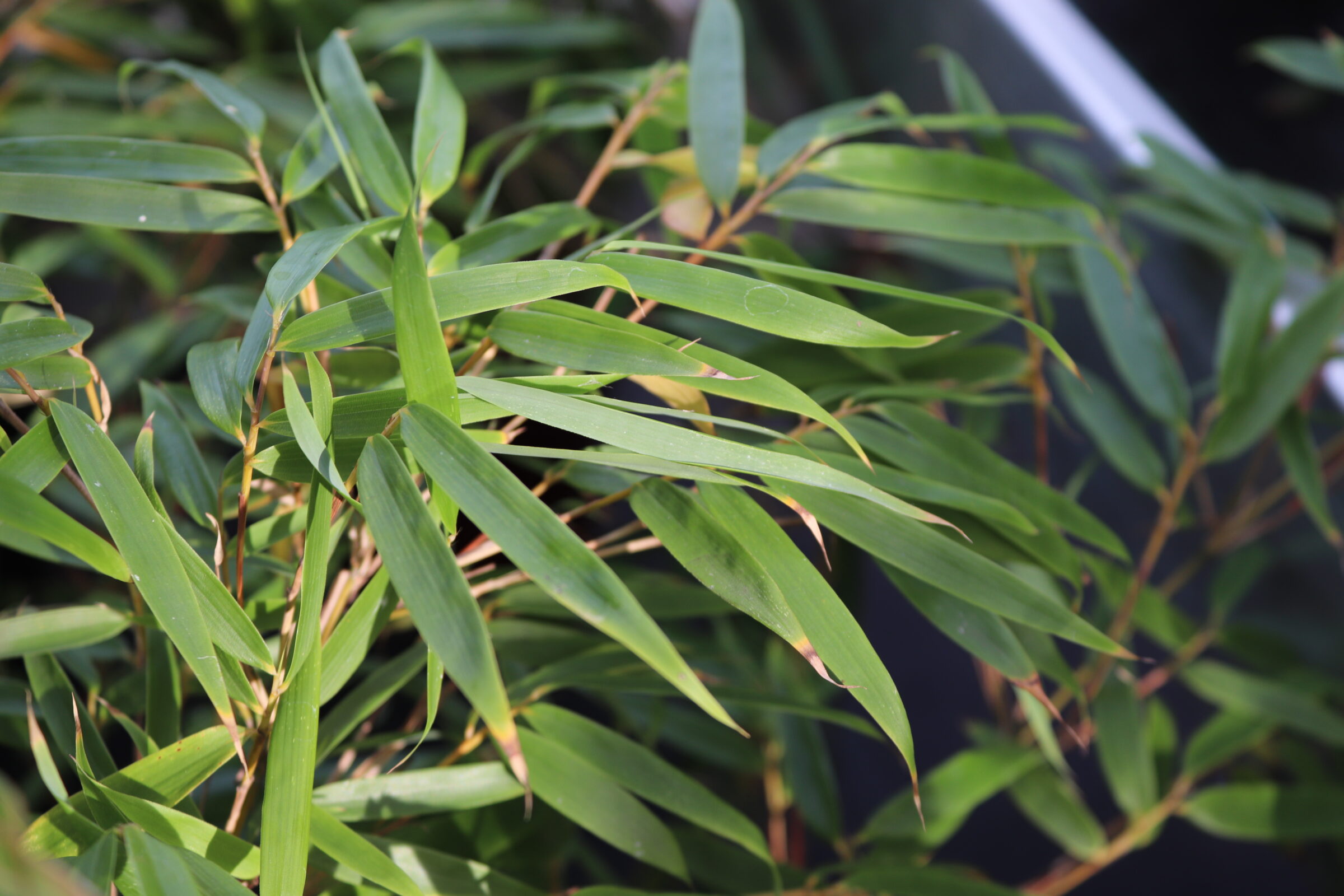 Fargesia rufa - Zeelandplant