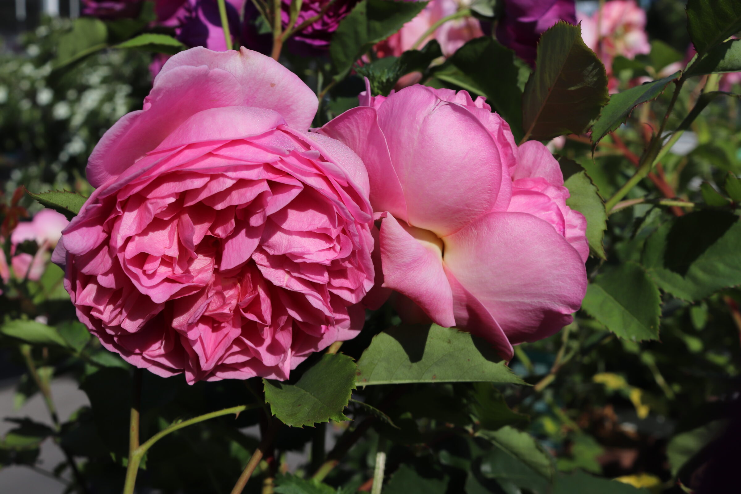 Rosa Boscobel® - Zeelandplant