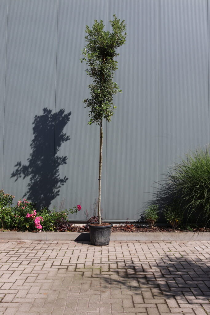 Quercus ilex - Zeelandplant
