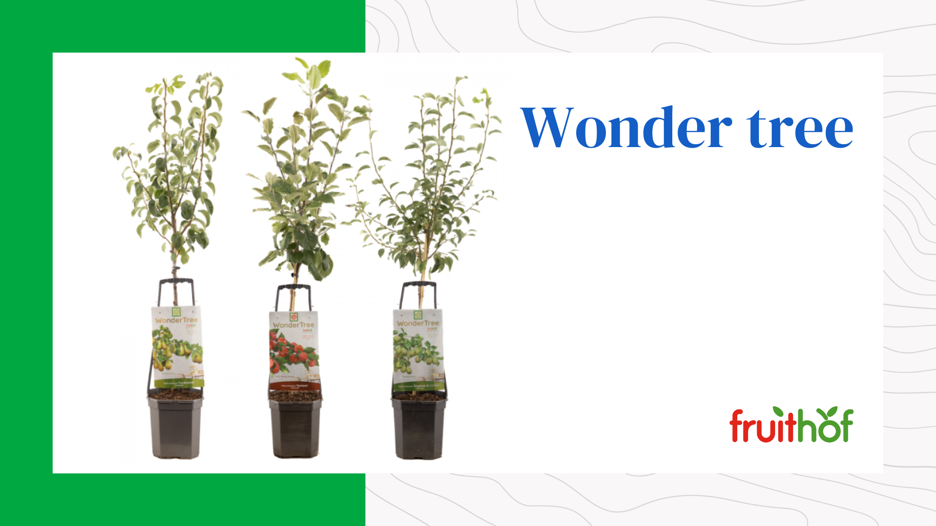 Wonder tree - Zeelandplant