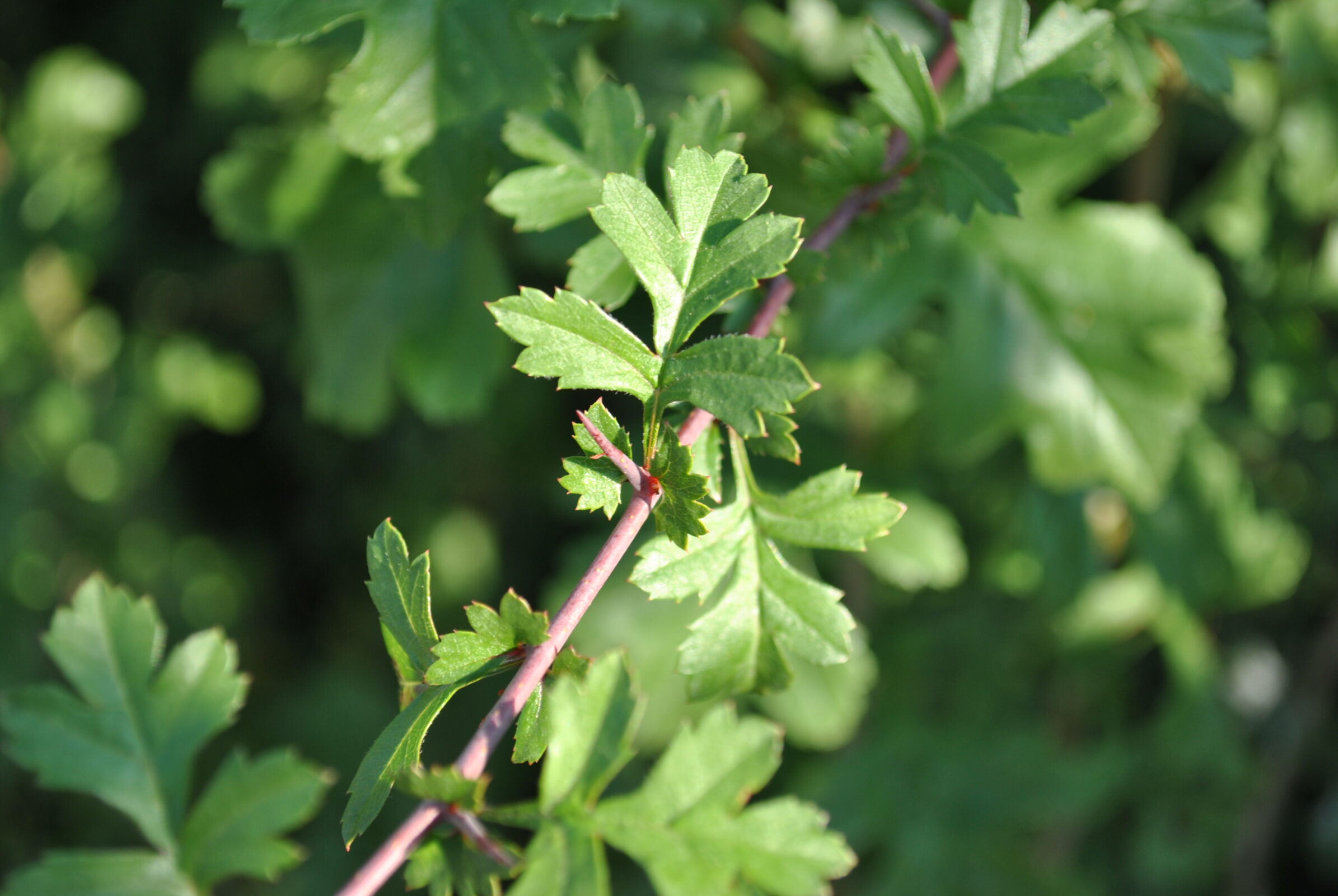 Crataegus monogyna - Zeelandplant
